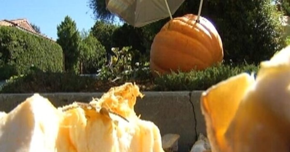 Vandals pulverize prized 300-pound pumpkin
