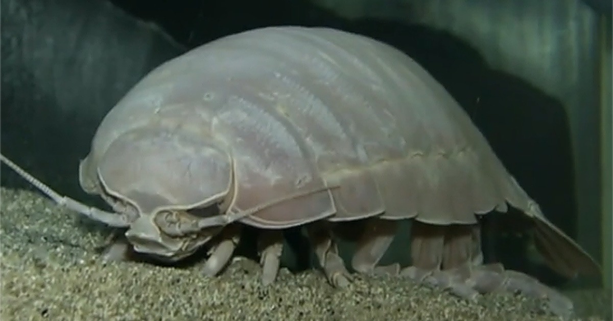 Giant Isopod Eats for First Time in 5 Years