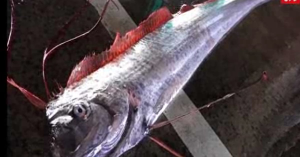 Rare Oarfish Captured Alive