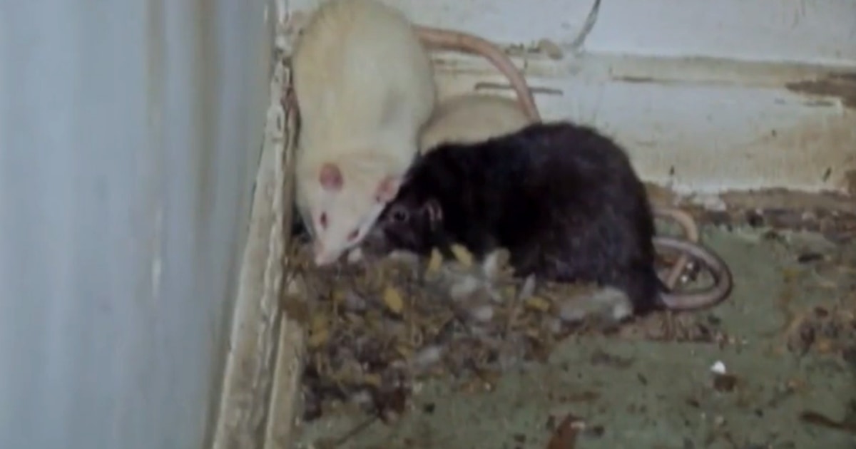Woman's Home Filled With Hundreds of Rats