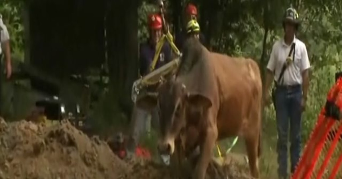 Bull Pulled From Well