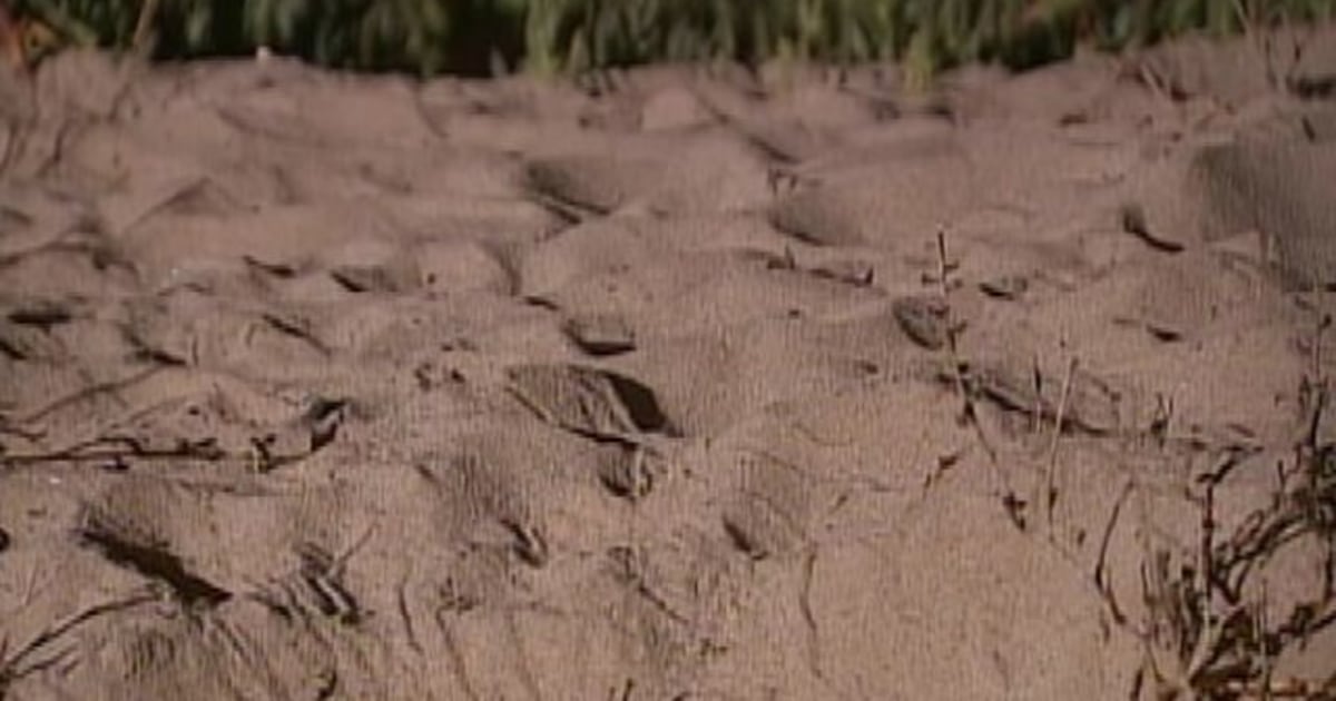 Student killed in sand pit collapse