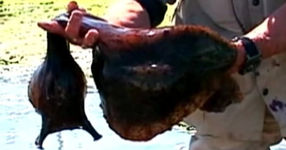 Slimy creatures invade Calif. beaches