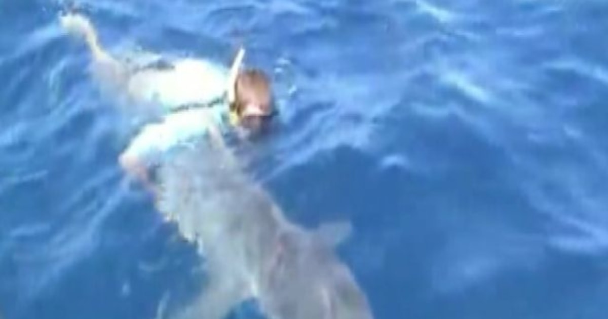 Fisherman saves shark
