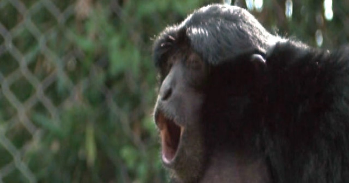 Singing Apes Serenade Zoo