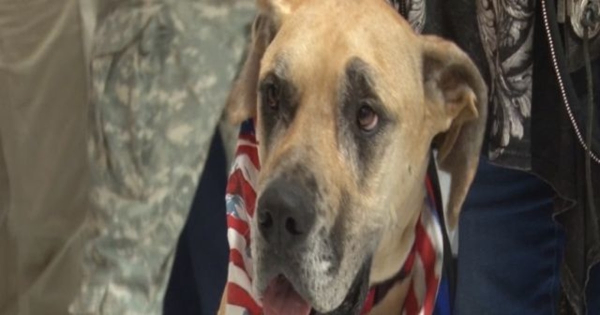 Singing Dog Honors Vets