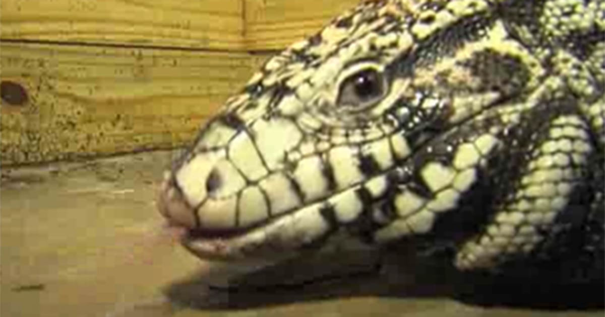 'Tegu' Invasion of Florida well underway