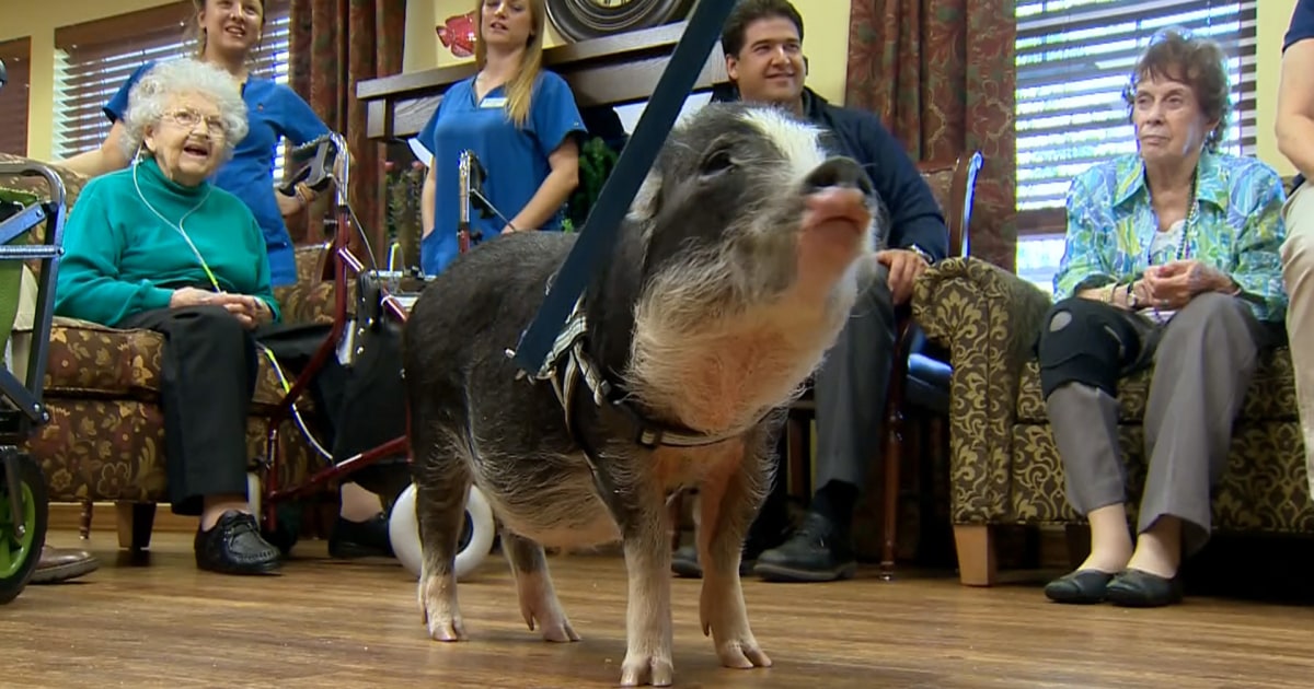 Therapy Pigs Help Alzheimer's Patients