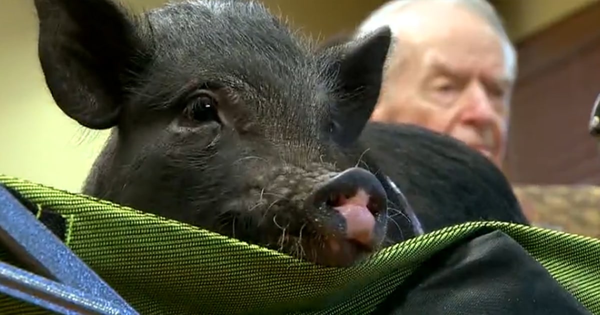 Therapy Pigs Visit Patients