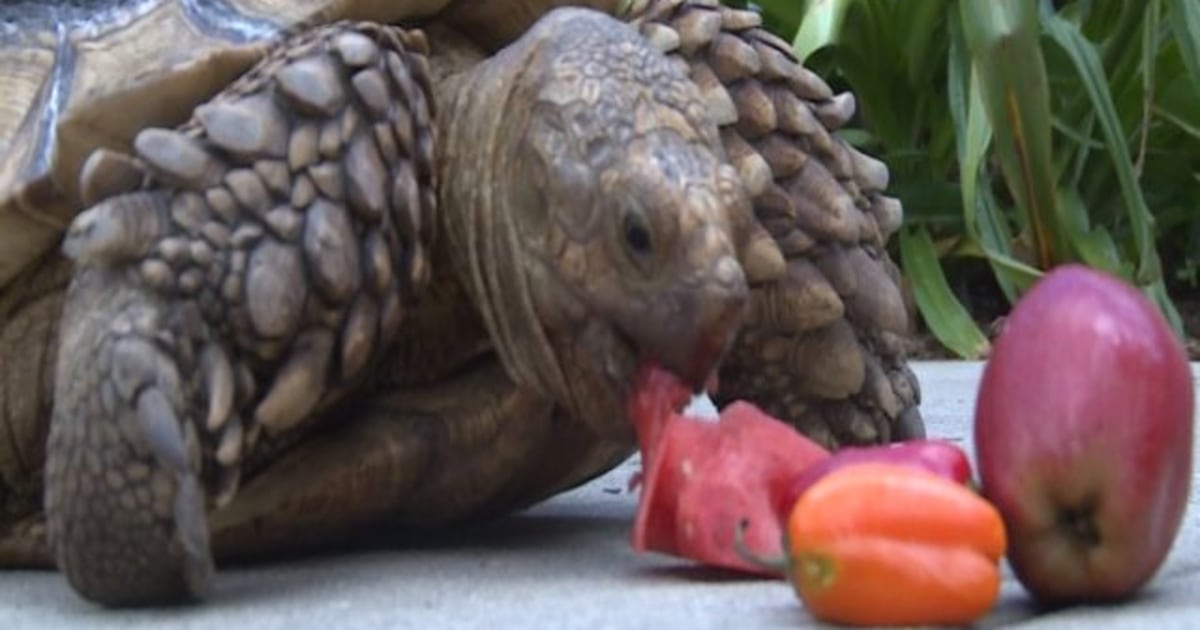 Therapy Tortoise Helps People Heal