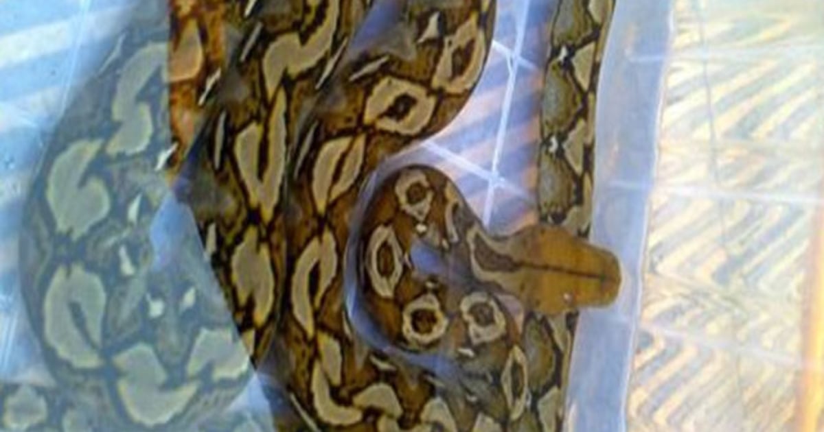 Thieves Snatch Seven Pythons