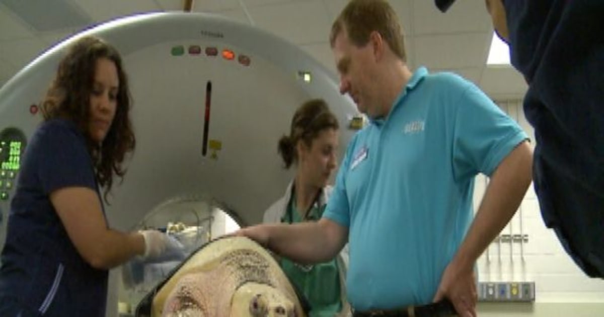 High-tech imaging may help diagnose sea turtle