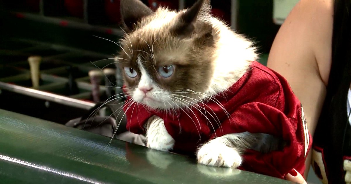 'Grumpy Cat Day' Celebrated Before MLB Game