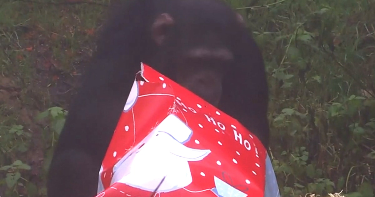 Christmas Comes Early for Chimps at UK Zoo