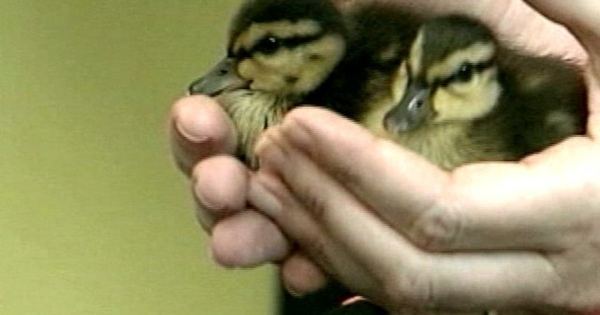 Baby ducks rescued from drain