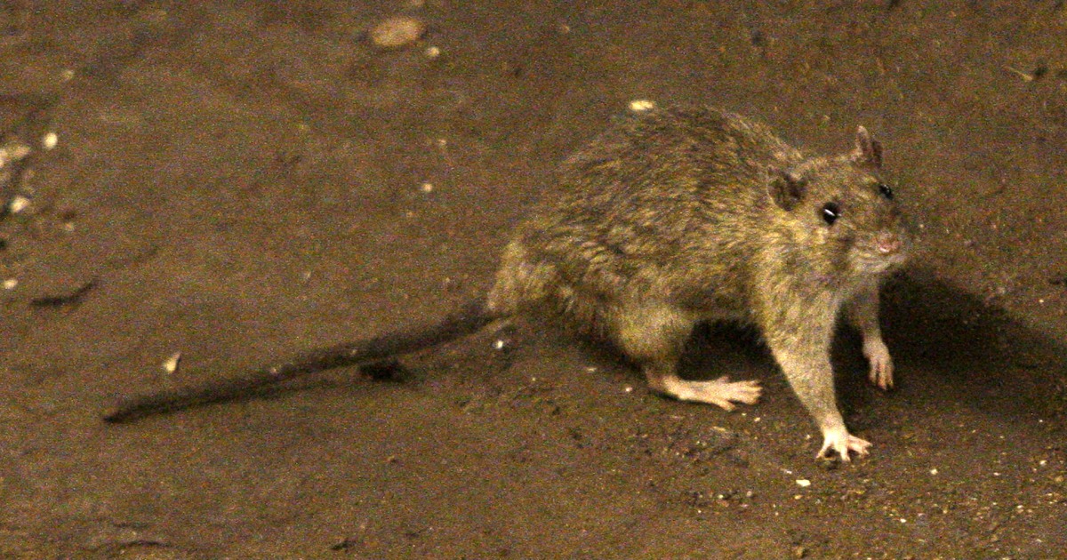 How Common Is the Bubonic Plague?