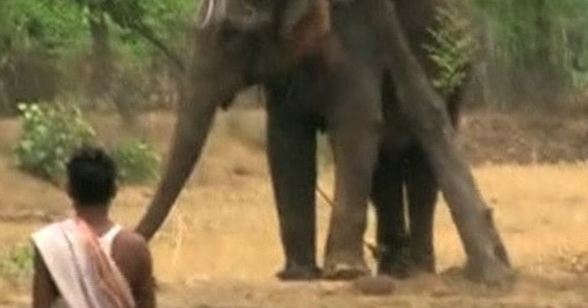 indian elephant handler