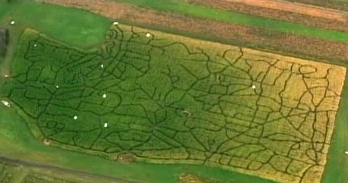 Corn field maze is Washington State