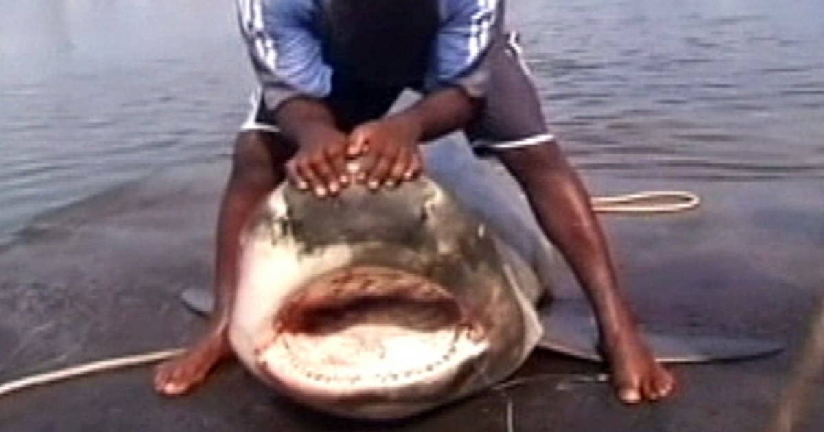 Shark captured after eating tuna net