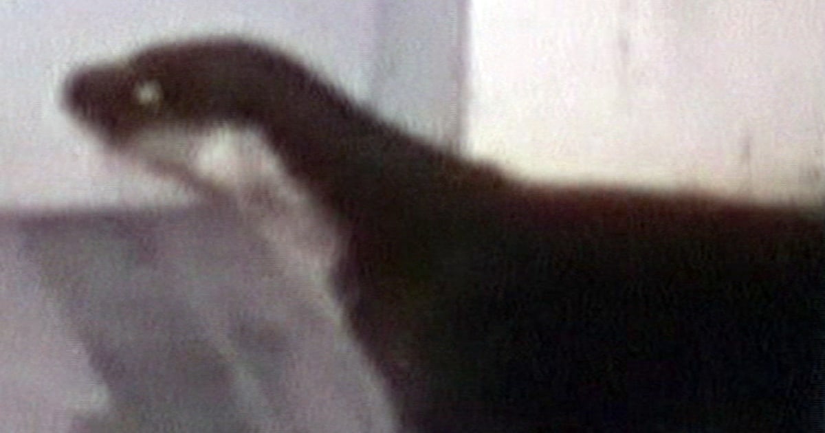 Japanese otter declared extinct