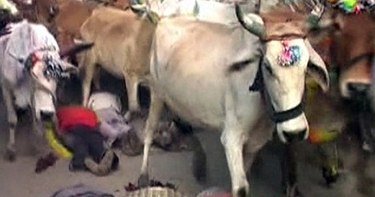 Indian men get trampled by cows... on purpose