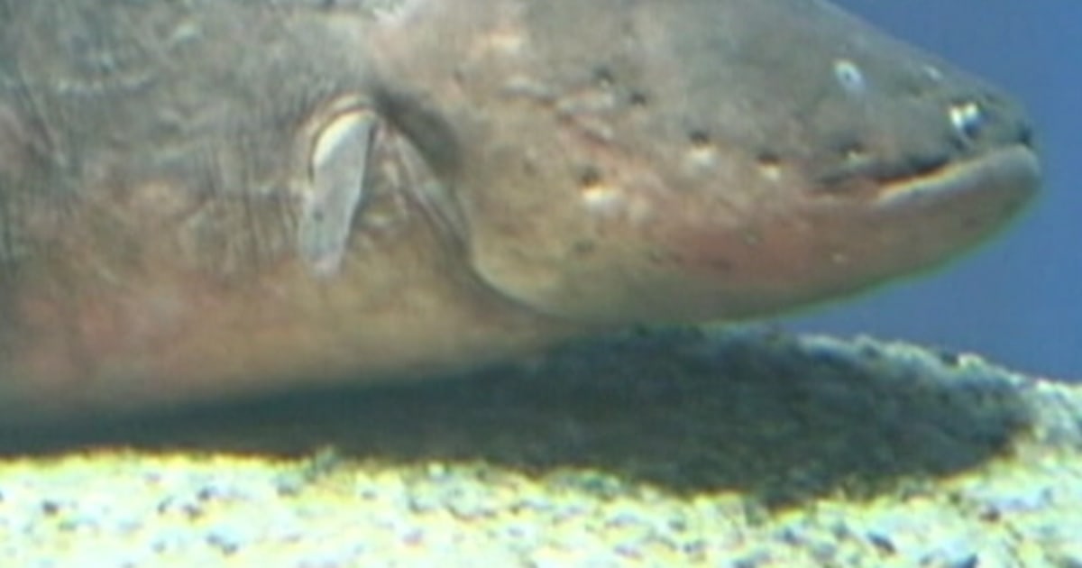 Electric eels light up Christmas trees