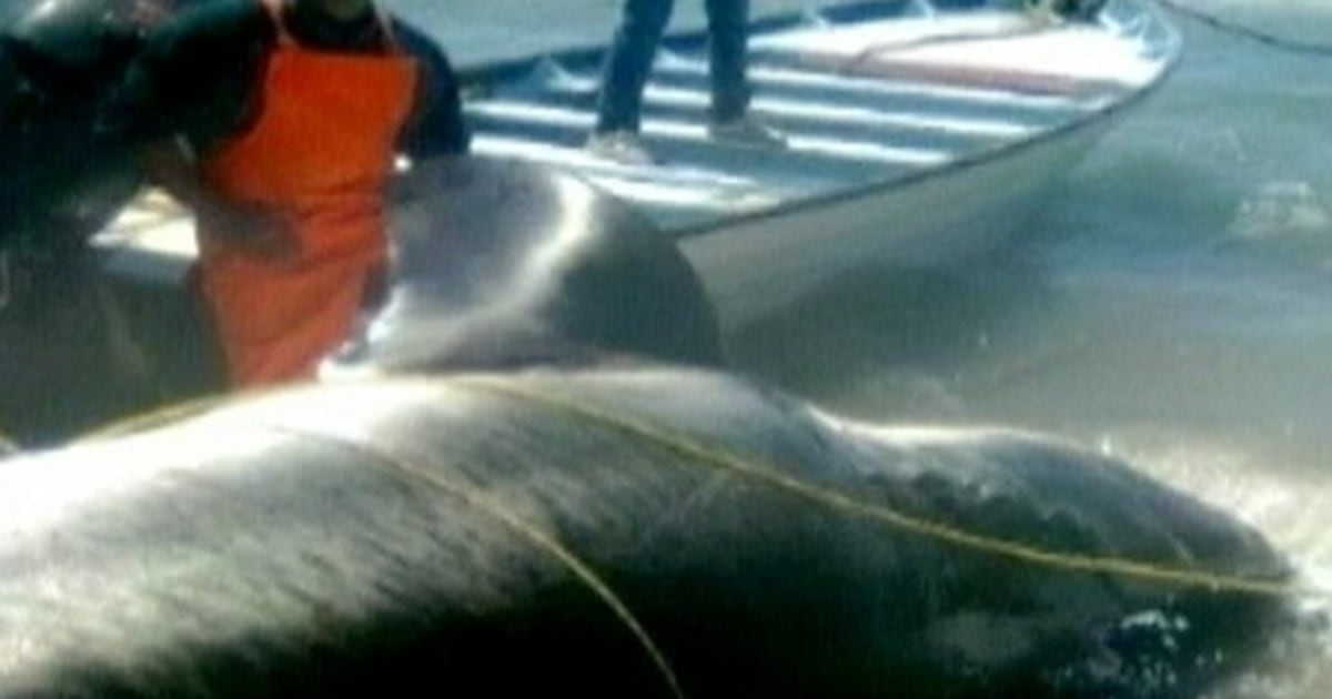 Fishermen net 2,000 pound shark