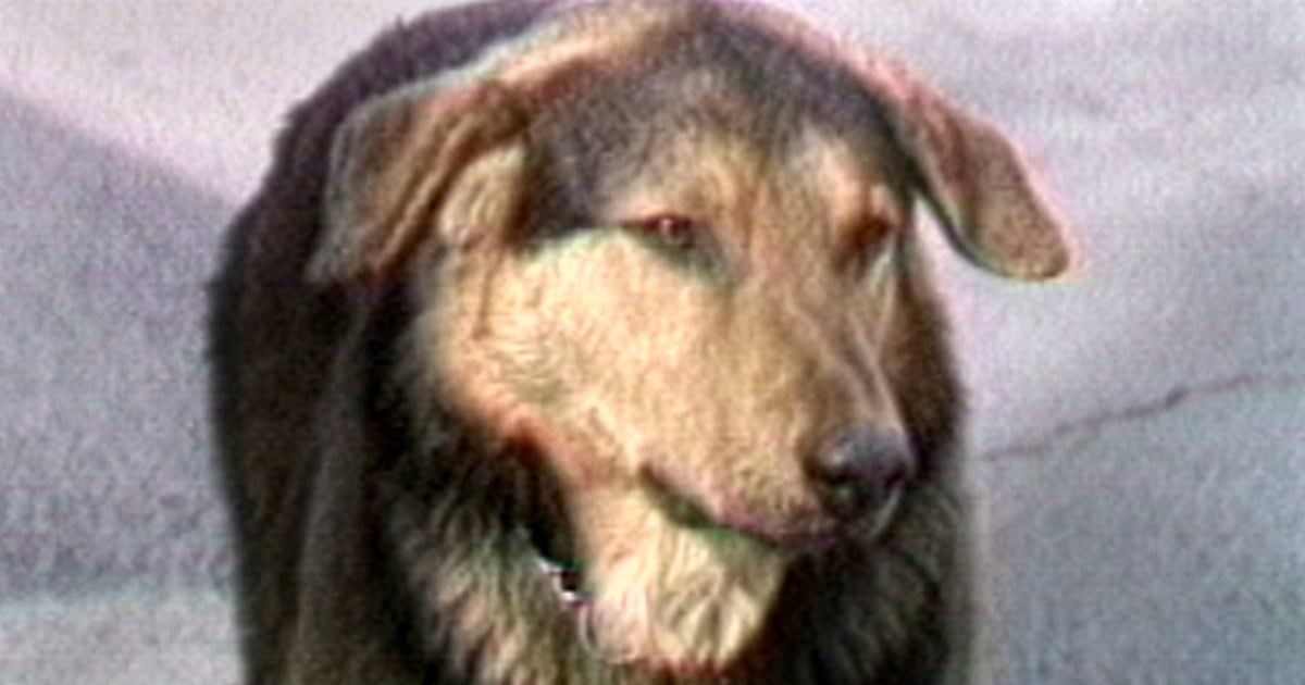 'A Doggone Shame': Why Did This Dog Get Arrested?