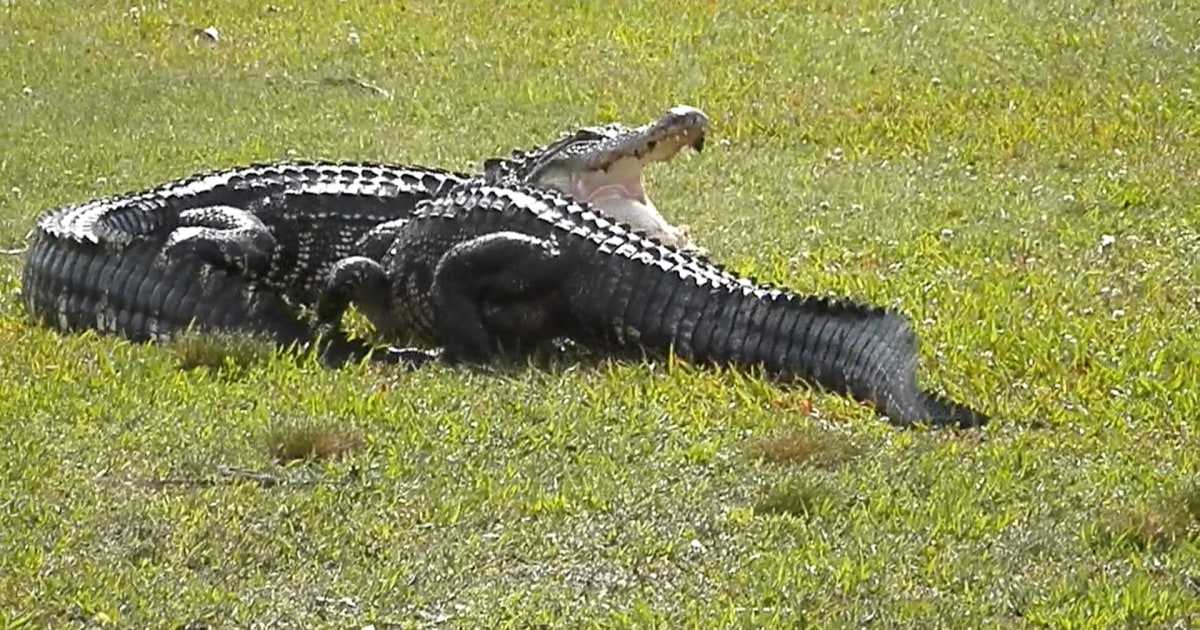Video Shows Alligators Battle It Out on Golf Course