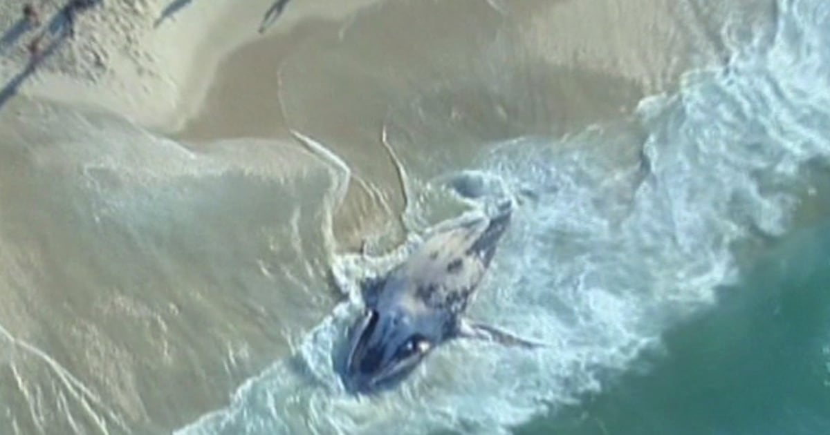 40-Foot Whale Washes Up on Brazil Beach