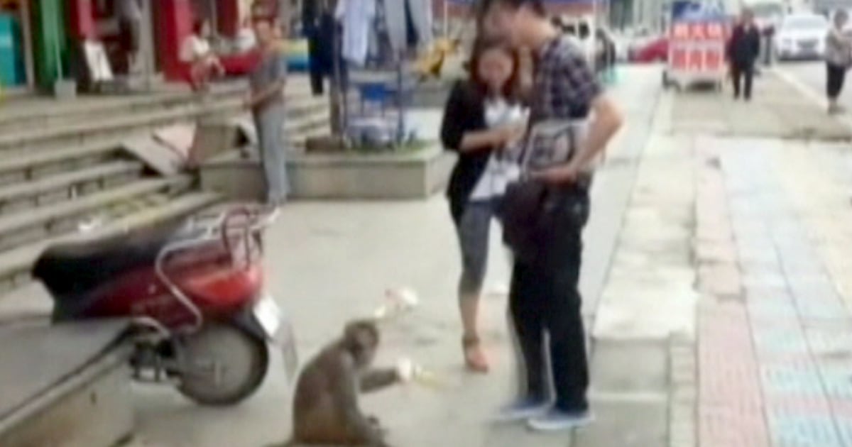 Brazen Monkey Steals Food From People on Street