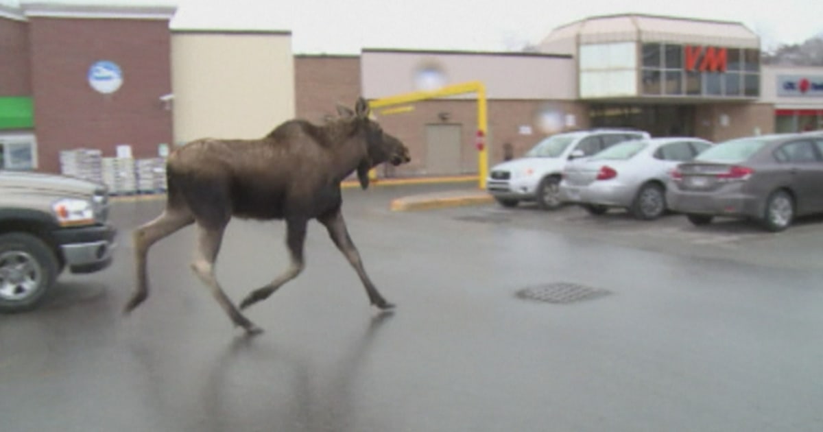 Moose on the Loose in Canadian Shopping Center