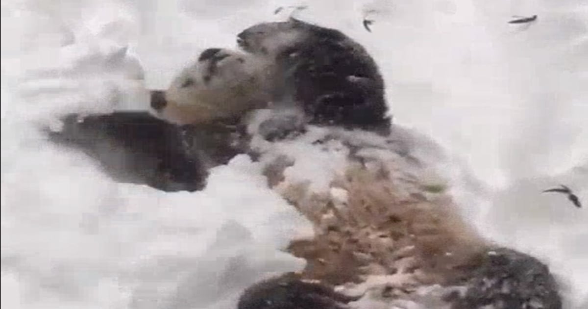Watch National Zoo's Giant Panda Play in the Snow