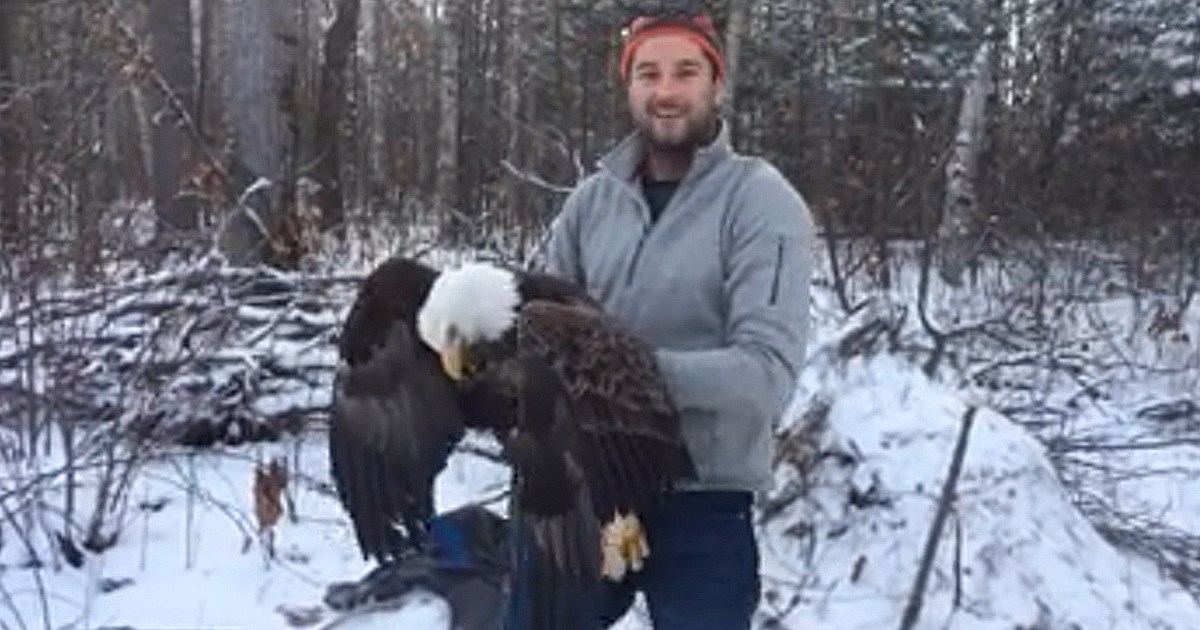 Men Find a Trapped Bald Eagle, Let it Loose