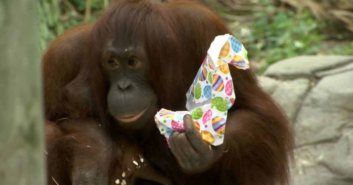 Watch Orangutans Hunt for Easter Baskets