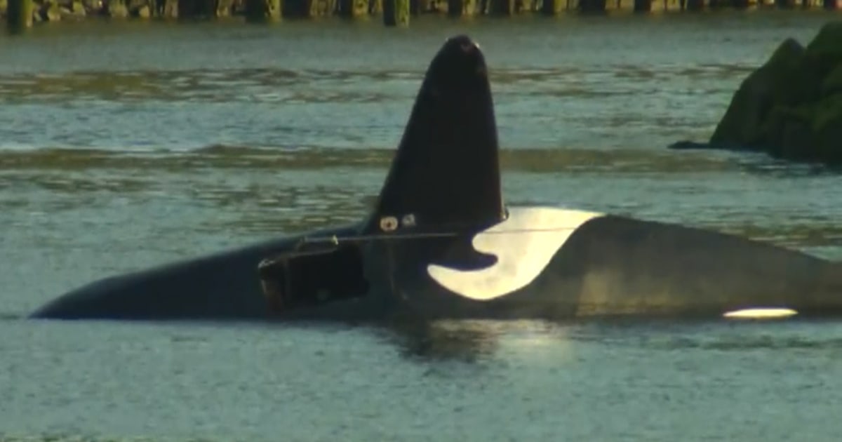 Fake Orca Fails To Scare