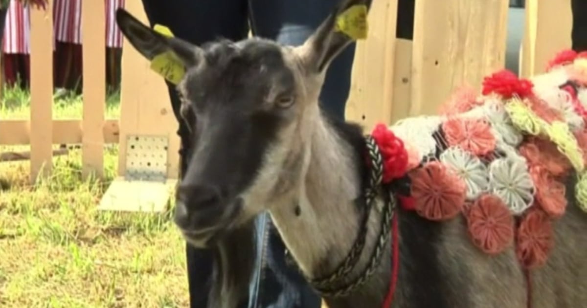 Contest Crowns Most Glamorous Goat