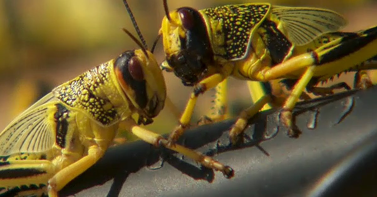 Israeli farmers battle plague of locusts