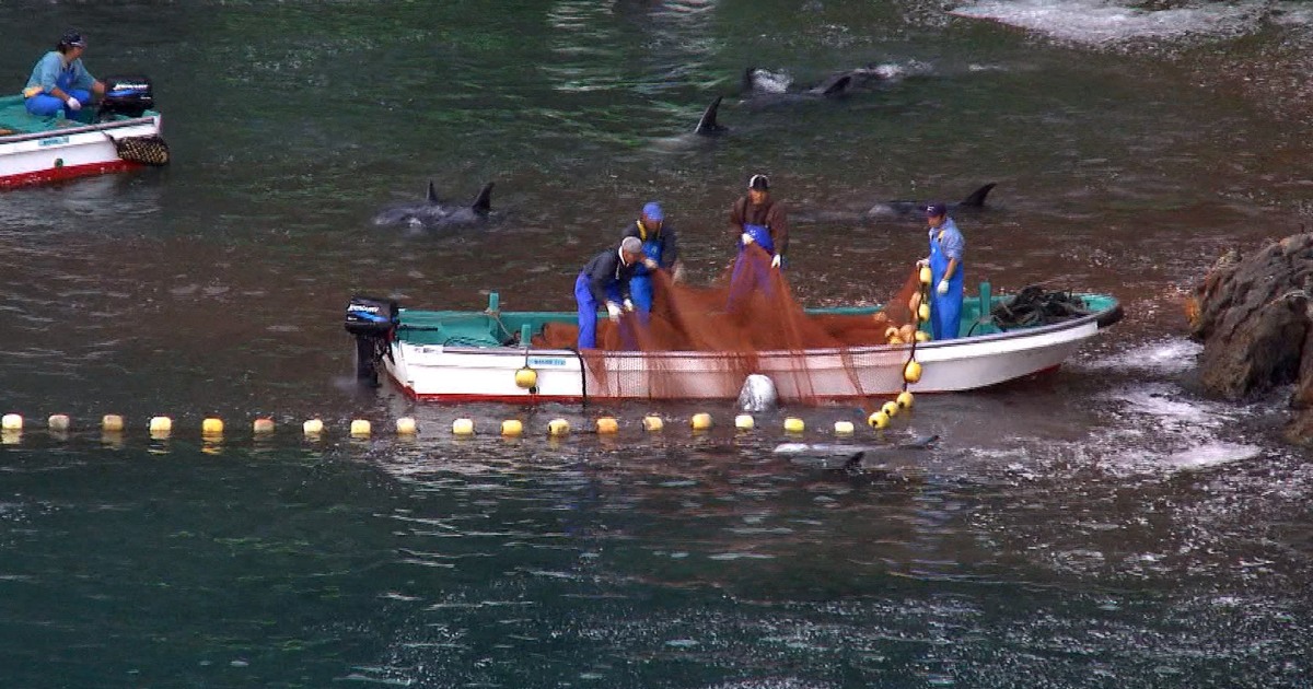Japan's Gruesome Annual Dolphin Hunt Caught on Camera