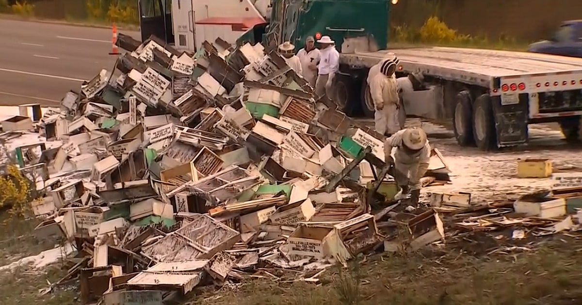 Estimated 14 Million Bees Toppled in Truck Crash