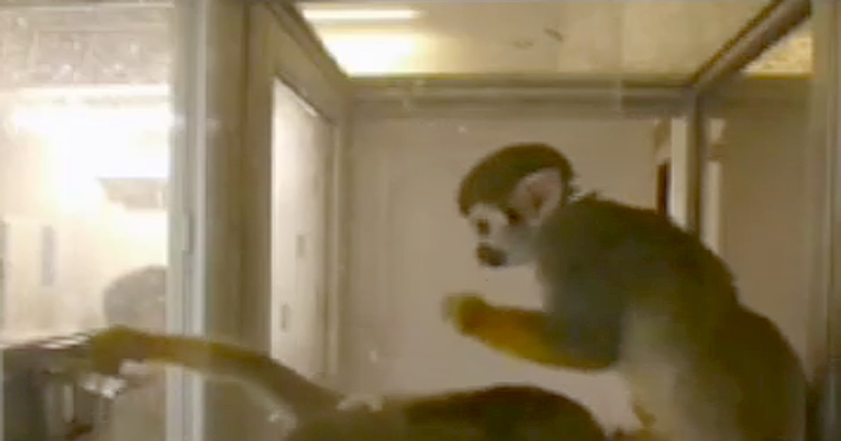 Monkey see, monkey learn