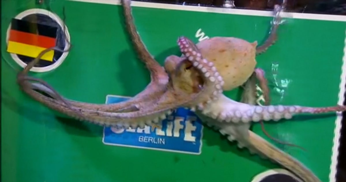 Oracle Octopus Makes First Pick of 2014 World Cup