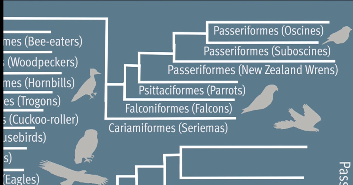 Building A Tree of Life for Birds