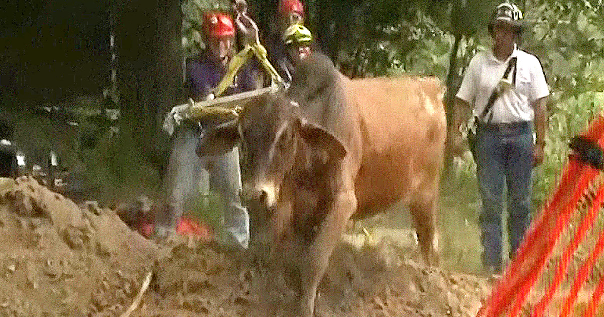 Ornery Bull, Freed From Pit, Charges Rescuers