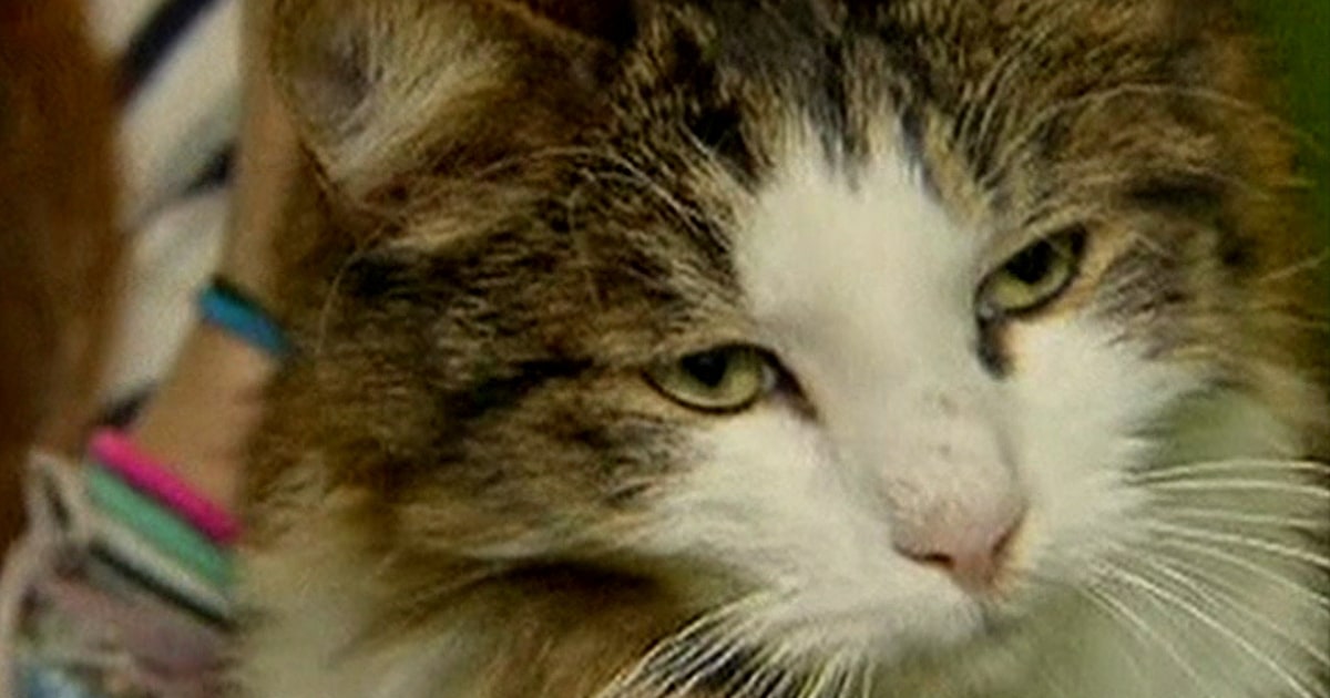 Belgium's First 'Cat Bar' Opens
