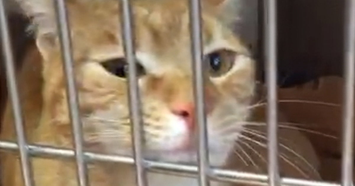 Video of Missing South Carolina Cat Found 2 years later in California