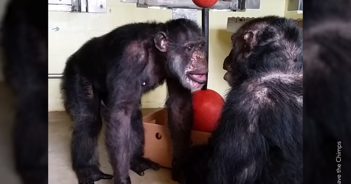 Chimp Finds New Home and Love