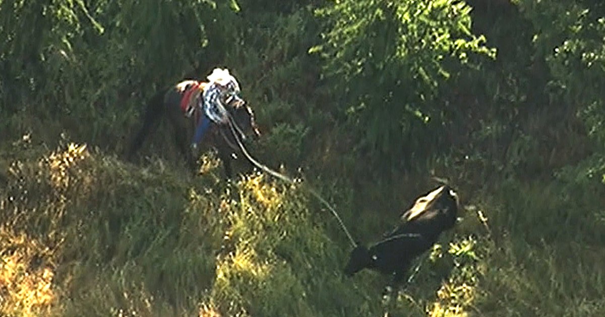 Cowboy Lassos Bull In Calif. Town