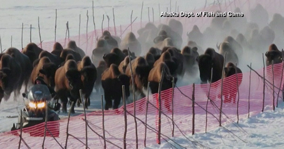 Resurrected Bison Species Released into Wild