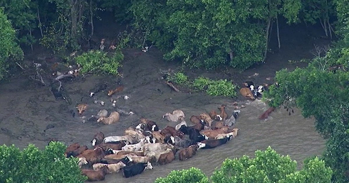Cowboys Steer Cattle Away From Flood Ranch